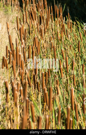Cattail, bulrush (Typha latifolia) Reed plant Stock Photo - Alamy