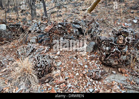 Stromatolites & oncolites fossil records in Otavi Mountainland Northern ...