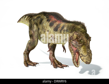 Tyrannosaurus Rex dinosaur, full body photo-realistic representation ...