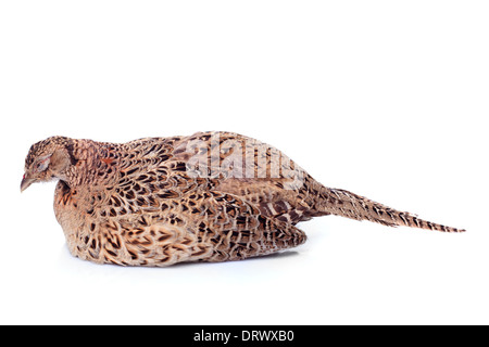 Sick falcon isolated on wite background Stock Photo - Alamy
