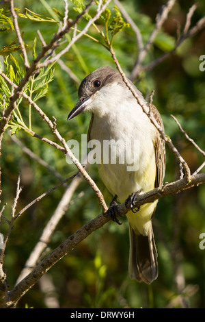 Loggerhead Kingbird, Tyrannus caudifasciatus, Tyrannidae, Passeriformes ...