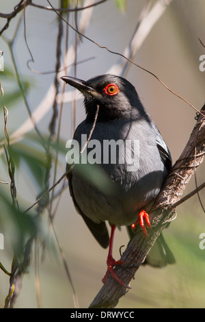 Red Legged Thrush Turdus plumbeus Stock Photo - Alamy