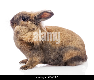 gray and white rabbits, bunnies on a white background. Isolated. Copy ...