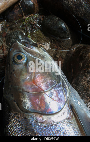 Steelhead fish caught fly fishing in Northern Ontario, Canada Stock ...