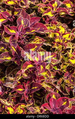 A group of colorful variegated coleus in the home garden Stock Photo ...
