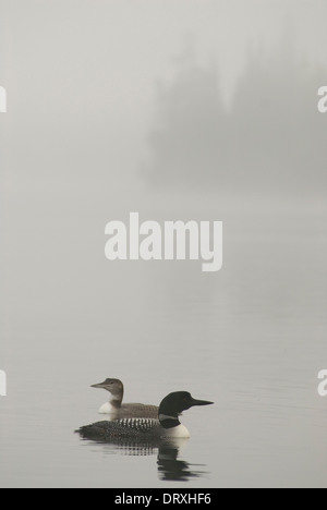 Common Loon Pair Stock Photo - Alamy