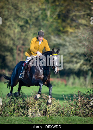 A Huntsman with the Berkeley Hunt jumps a hedge during a November ...