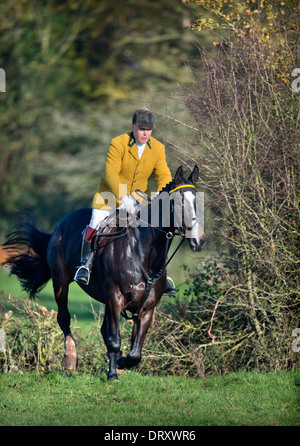 A Huntsman with the Berkeley Hunt jumps a hedge during a November ...