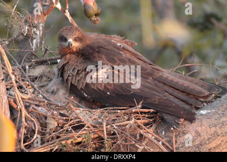 North Gandhi Maidan, Patna, Bihar, India, 4th February 2014. Panduk ...