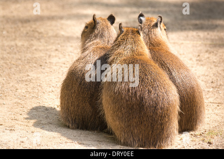 Capybara, the biggest rodent in Colombia. Photo taken in Arauca ...