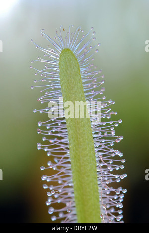 sundew Drosera spp carnivorous plant Stock Photo - Alamy