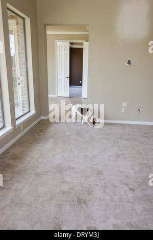 Pet exploring new custom home still under construction Stock Photo - Alamy