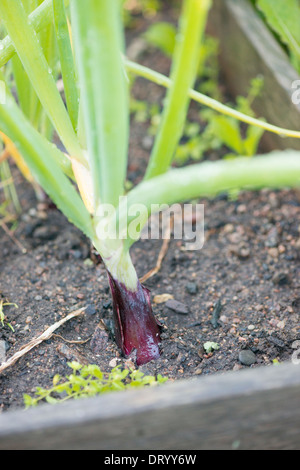 Red onion growing in the garden Stock Photo - Alamy