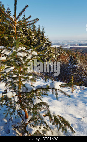 A conifer sapling in forest in deep snow, in the Haldon Hills nr ...
