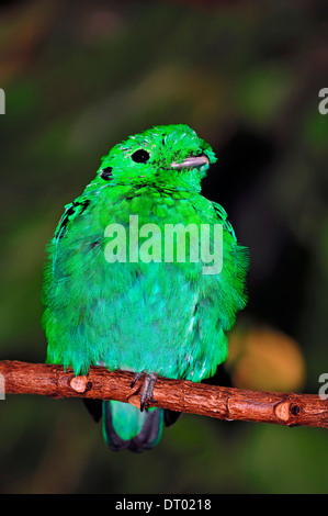 Green broadbill (Calyptomena viridis) male on a branch, Borneo Stock ...