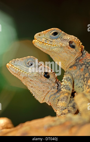 Starred Agama - Laudakia stellio Two sun loving Lizards on Sandstone ...
