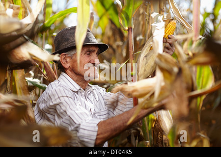 Closeup of old man at corn harvest Stock Photo - Alamy