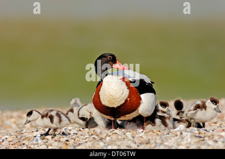 Common Shelduck (Tadorna tadorna) juvenile, standing on mud at edge of ...