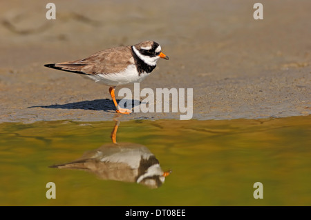Ringed Plover (Charadrius hiaticula), Texel, Netherlands Stock Photo ...