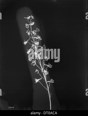 A close-up photograph of a specimen of Scarlet Larkspur (Delphinium ...