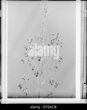 A close-up photograph of a Scarlet larkspur (Delphinium cardinale ...