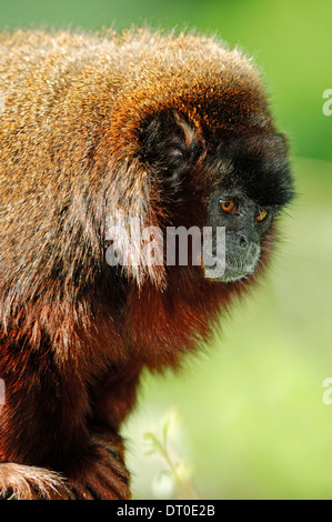 Red Titi Monkey (Callicebus cupreus) on branch Stock Photo: 50812102 ...
