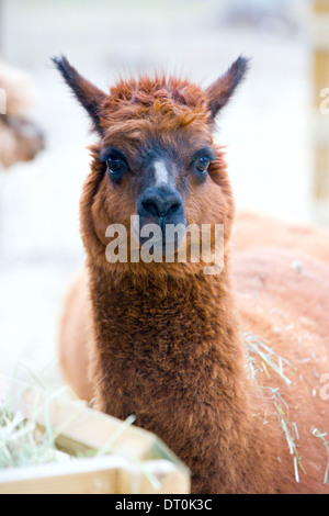 Alpaca Face Close Up, Beige Stock Photo - Alamy