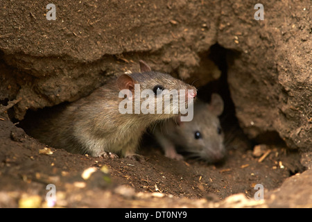 Two wild Brown Rat (Rattus norvegicus Stock Photo - Alamy