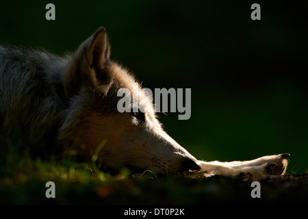 Gray wolf (Canis lupus) sits on its hind legs and looks attentively ...