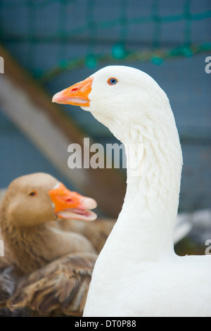 Emden Goose / Embden Goose Stock Photo - Alamy