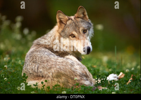 Gray wolf (Canis lupus) sits on its hind legs and looks attentively ...