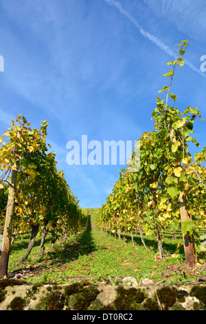Vineyard an der Moselle Stock Photo - Alamy