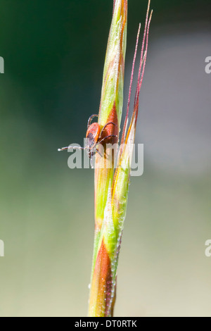 Closeup of a tick on a plant straw Stock Photo - Alamy