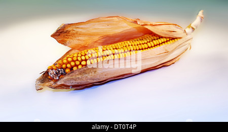 Corn, is a large grain plant domesticated by indigenous peoples in ...