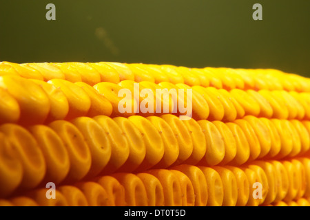 Corn, is a large grain plant domesticated by indigenous peoples in ...