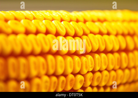 Corn, is a large grain plant domesticated by indigenous peoples in ...