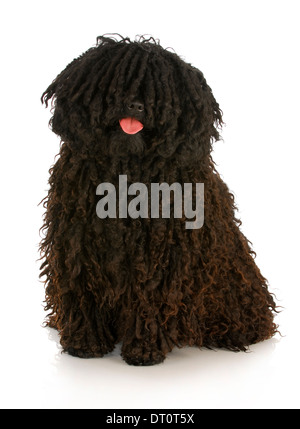 corded puli - hungarian herding dog laying down with reflection on ...