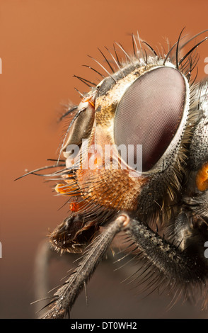 Extreme closeup of a drone-fly's head Stock Photo - Alamy
