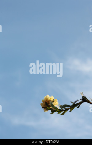 Indigenous South African fynbos species in bloom Stock Photo - Alamy