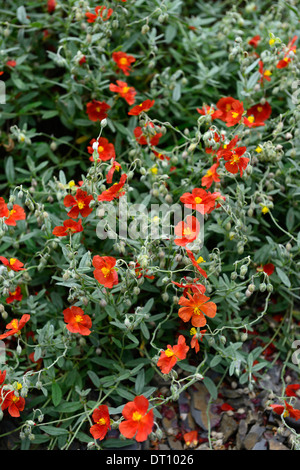 helianthemum nummularium beech park scarlet Common Rockrose red orange ...