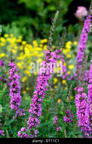 lythrum salicaria robin purple loosestrife summer selective focus plant ...