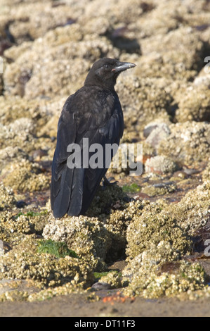 The northwestern crow (Corvus caurinus) is an all-black passerine bird ...