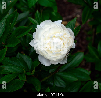 paeonia lactiflora double white peony peonies flower flowers perennial ...
