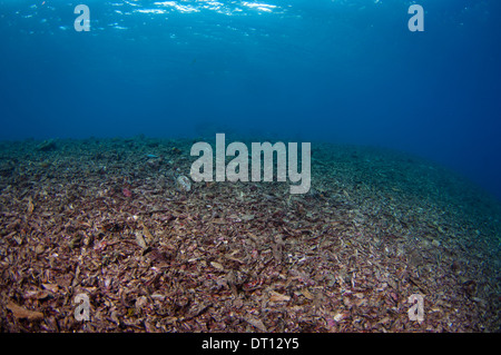 A coral reef destroyed by storm, Indonesia Stock Photo - Alamy