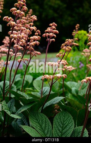 rodgersia aesculifolia hercules fingerleaf rodgersia cream pink flowers ...