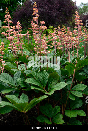 rodgersia aesculifolia hercules fingerleaf rodgersia cream pink flowers ...
