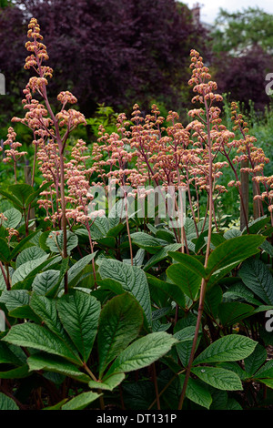 rodgersia aesculifolia hercules fingerleaf rodgersia cream pink flowers ...
