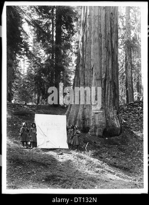 Children standing next to a giant sequoia tree in the Giant Forest ...