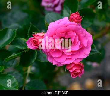 rosa starlight express trobstar pink rose roses climber climbing ...