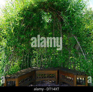 Willow tree sap sapling saplings cover covered arch pergola garden ...